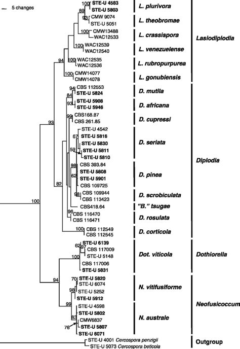 One Of 192 Most Parsimonious Trees Obtained From Combined Its And Ef 1a