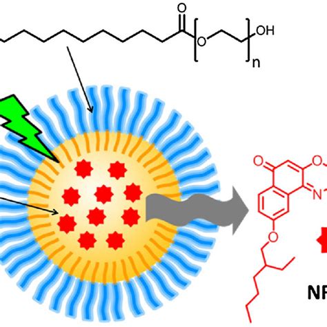 Concept Lipid Nanocarrier And The Effect Of Light On The Encapsulated