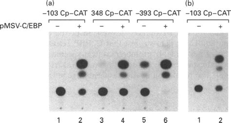 Transient Expression Of Chimeric Caeruloplasmin Cat Gene Constructs In