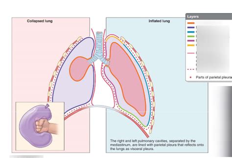 Diagram Of L3 Pleura Lungs And Tracheobronchial Tree Quizlet