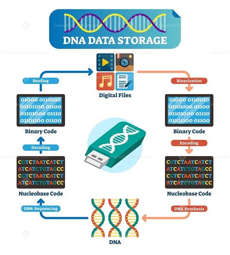 Dna Data Storage Infographic Vector Illustration Vectormine Dna Computing Data Storage Dna