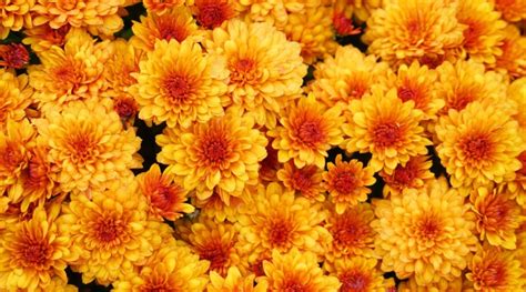 27 Hardy Mum Varieties For Your Fall Garden