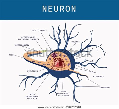 Neuron Structure Nerve Cell Study Poster Stock Vector Royalty Free