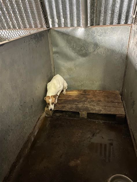 Живи СКЕЛЕТИ наплашени до безкрай гладни гладни гладни стресирани ГЛАД Мизерия и страх