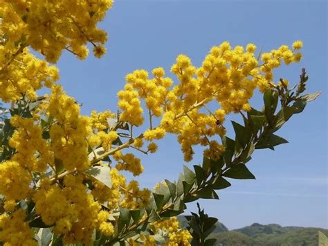 Hug garden おすすめの草木