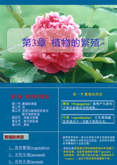 植物学课件PPT模板下载 编号qabgbnyr 熊猫办公