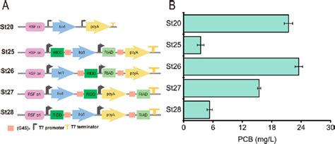 Effect Of Different Linkages Between Ridd Riad And Ho1 Pcya A