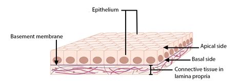 Epithelial Tissue Epithelium Definition Types And Function