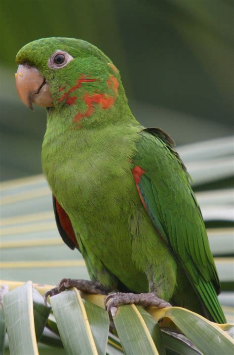 La Cotorra Ojiblanca Psittacara Leucophthalmus También Conocida Como