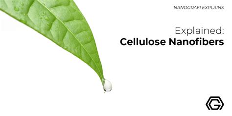Explained Cellulose Nanofibers Nanografi Advanced Materials