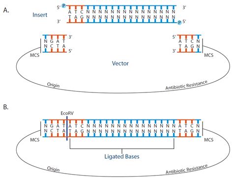 Cloning Strategies Part 3 Blunt End Cloning