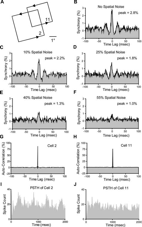 Example Of Synchrony Modulation By The Perturbation Of Spatial Download Scientific Diagram