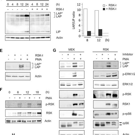 Dramatic Increase In C Ebpβ Lap Lap Proteins And Lap Lip Ratio In Download Scientific Diagram