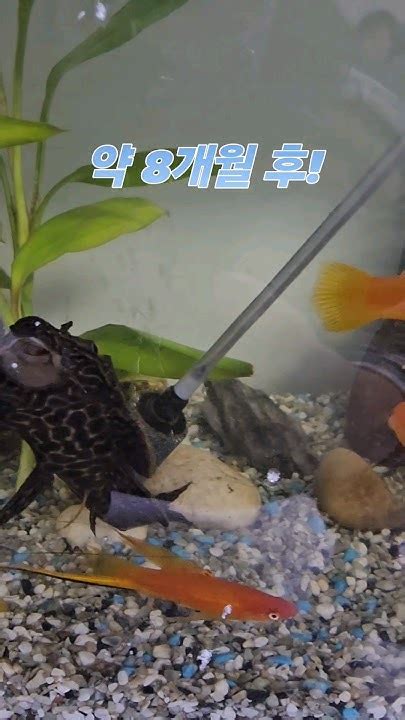 새끼때부터 지금까지 금붕어 키우기 후기 Youtube