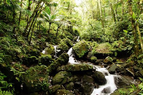 El Yunque Rain Forest
