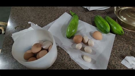 병아리 키워서 계란얻는 방법 Youtube