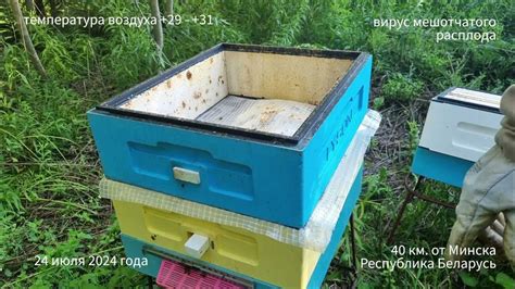 Вирус мешотчатого расплода пчел Как вылечить собственными силами без антибиотиков Личный опыт