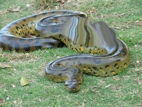 Anaconda Vore By Kingsusiepen24 On Deviantart