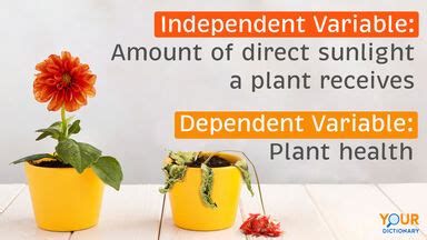 Independent Variable Examples Science