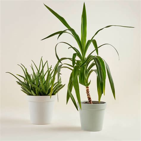 ყვავილის ქოთანი Dunya ყიდვა ყველაზე იაფად ან განვადებით