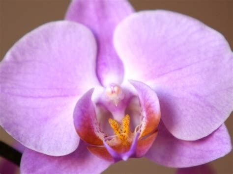 여성비뇨기과 외음부 질환 질과 항문사이에 종기 같은 것이 아파요 네이버 블로그