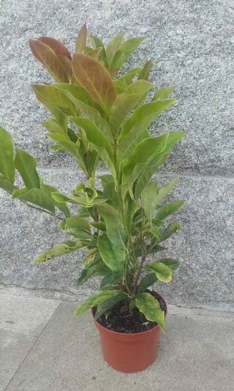 Magnolia “Betty” – Victorplant S.L.
