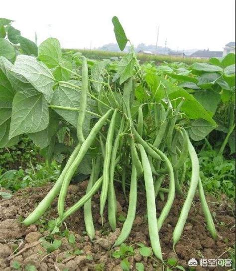 芸豆怎麼種？芸豆種植如何才能高產？ 美瑞德農業網