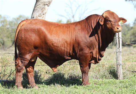 Lot 13 Medway Grey Area PH D5 Donaldson Family Sale