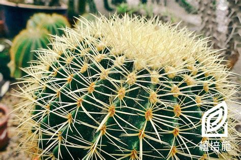 植培施金琥Echinocactus grusonii 仙人掌多肉植物栽培手册 知乎