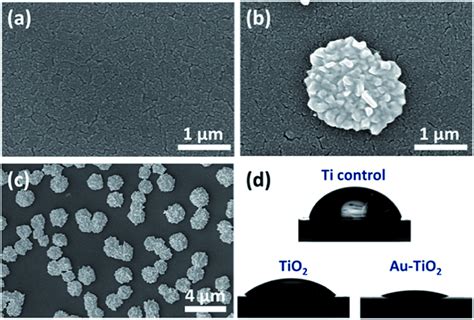 Sem Image Of A Tio2 And Flower Like Hierarchical Au Structures Download Scientific Diagram