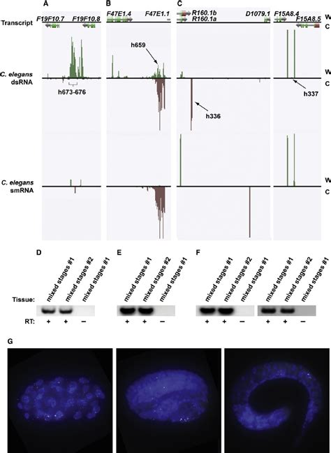 Highly Base Paired Rnas In C Elegans A C Three Examples Of Download Scientific Diagram