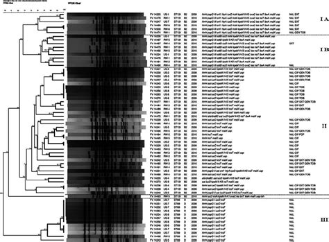 Pfge Of Xbai Digested Dna From The 63 E Coli O25bh4 Isolates From
