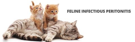 Feline Infectious Peritonitis