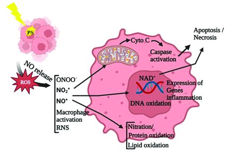 Schematic Representation Of Photo Oxidative Stress Dependent