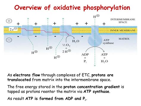 Ppt A Proton Gradient Powers The Synthesis Of Atp Powerpoint Presentation Id 3640125