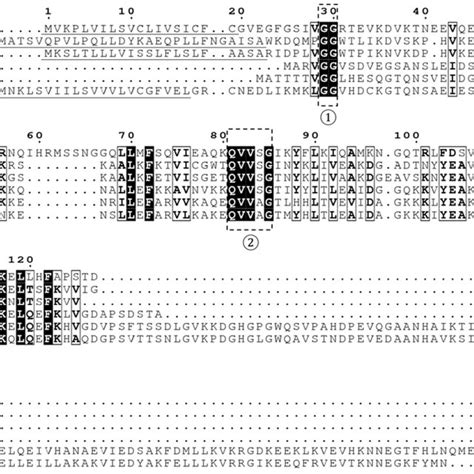 Multiple Alignment Analysis Of Maquicystatins Amino Acid Sequences Download Scientific Diagram