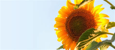 해바라기 노란색 또는 햇볕이 잘 드는 꽃입니다 푸른 하늘에 대한 하나의 꽃 농업 선택적 초점 클로즈업 복사 공간 배너 해바라기에 대한 스톡 사진 및 기타 이미지 Istock