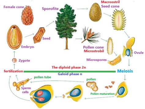 Division Gymnosperms Biologybiology