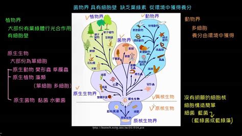 生物的五界分類系統 Youtube