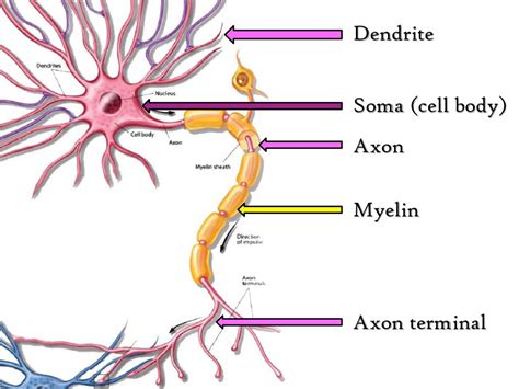 Neuroscience Brainstorm Brain Functions Brainspinal Cord Ppt Download