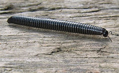 Iule Mille Pattes Détritivore