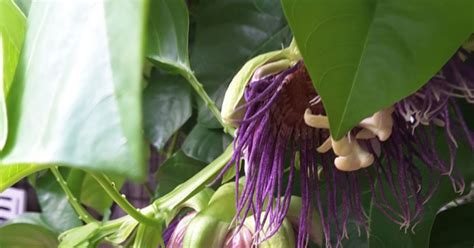 Diari Kebun~ Na Wangi Bunga Markisa