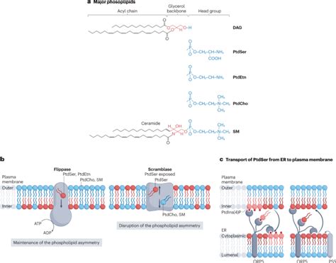 Regulation Of Phospholipid Distribution In The Lipid Bilayer By
