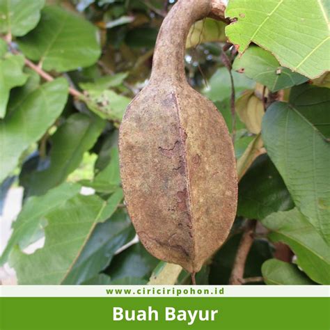 Ciri Ciri Pohon Bayur Pterospermum Javanicum — Ciriciripohon Id