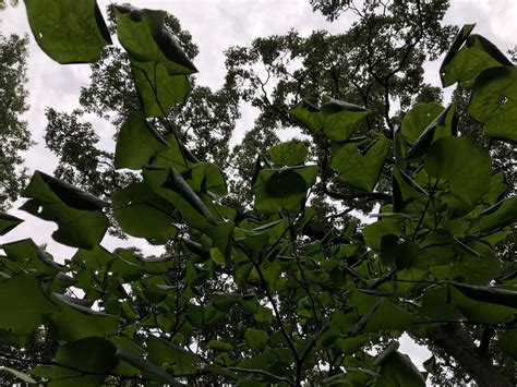 Eastern Redbud Leaf Curl Lawn Care Forum