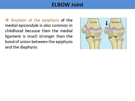 ARM CUBITAL FOSSA ELBOW JOINT Khaleel Alyahya Ph