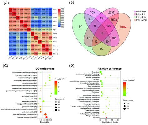 Overview Of Rna Sequencing Data For The Cd Enriched And Download