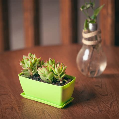 گلدان گل آذین مدل کاکتوسی گلدان پلاستیکی گل آذین