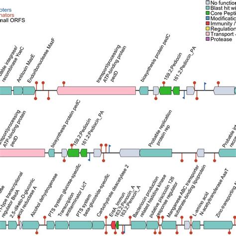 Putative Bacteriocin Gene Clusters Identified Using Bagel 4 A Download Scientific Diagram