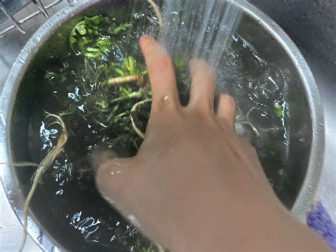 냉이무침 레시피 된장냉이무침 봄나물요리